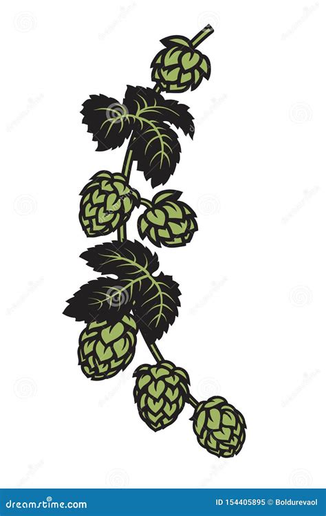 Branch Of Hops With Leaves And Cones Design Elements For Brewery Beer