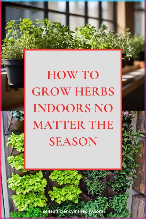 How To Grow Herbs Indoors All Year Round Can You Grow Herbs In The