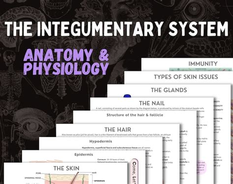 Nursing Integumentary Cheat Sheet Etsy