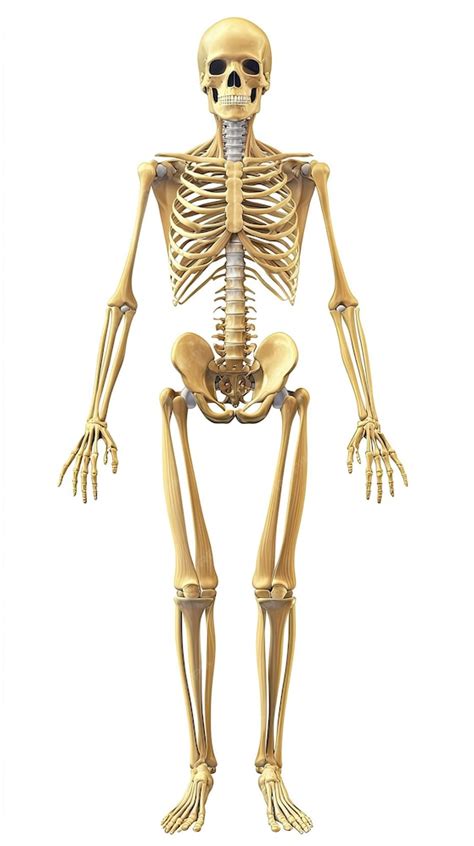 Ilustración Anatómica Del Esqueleto Humano Que Muestra La Estructura