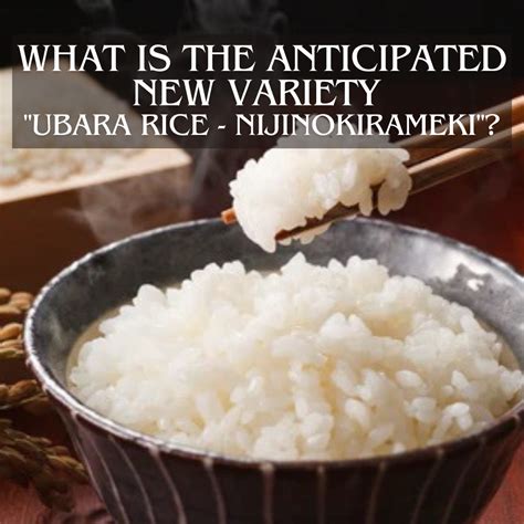 What Is The Anticipated New Variety Ubara Rice Nijinokirameki A D Yutaka Shop Online