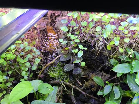 Paludarium Maturing Nicely  On Imgur