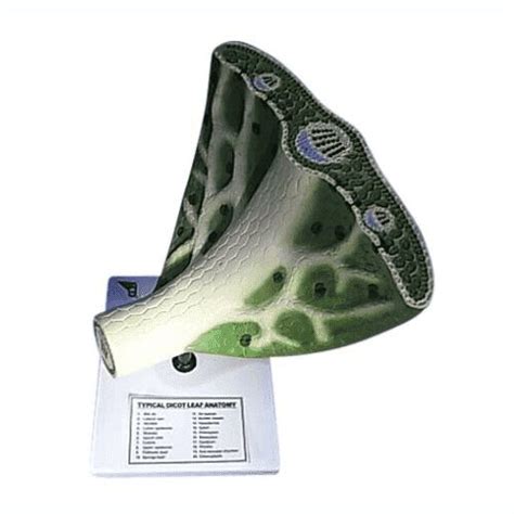 Botany Models Lab Equipment Lab Consumables Science Equip