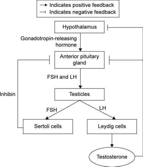 The Synthesis Of Testosterone Download Scientific Diagram