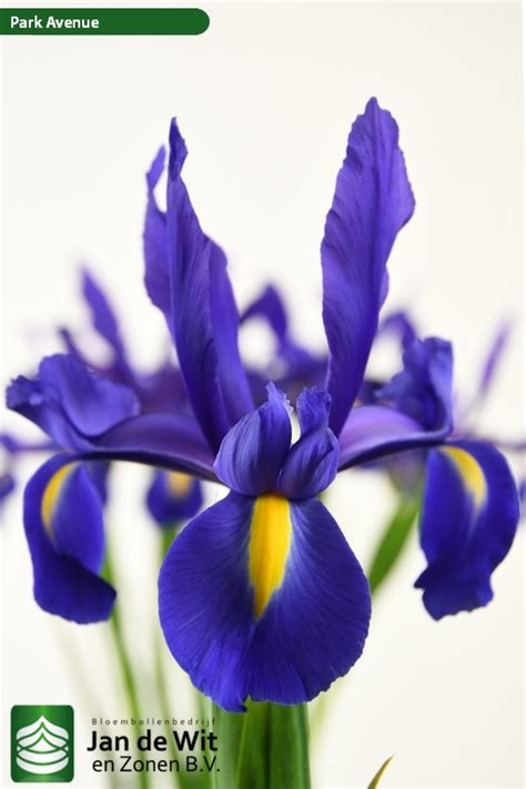 Park Avenue ® Iris Jan De Wit En Zonen Bv