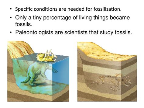 Ppt The Fossil Record Powerpoint Presentation Free Download Id2776597