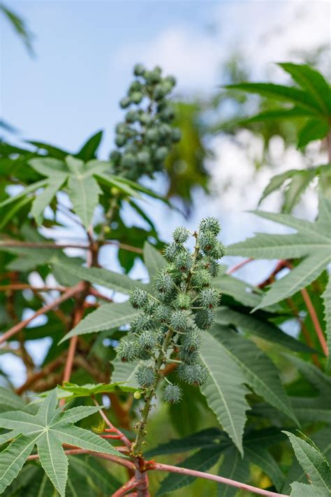 Ricinus Communis The Castor Bean Or Castor Oil Plant Is A Species Of