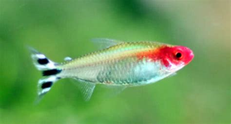 Hemigrammus Bleheri Pez Borrachito Cuidado Y Reproducción