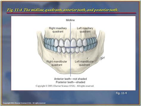 Dental Anterior Vs Posterior At Noah Bugnion Blog