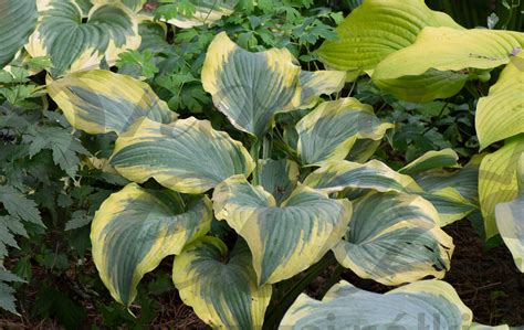 Hosta ‘the King Sklep Hosta Bea