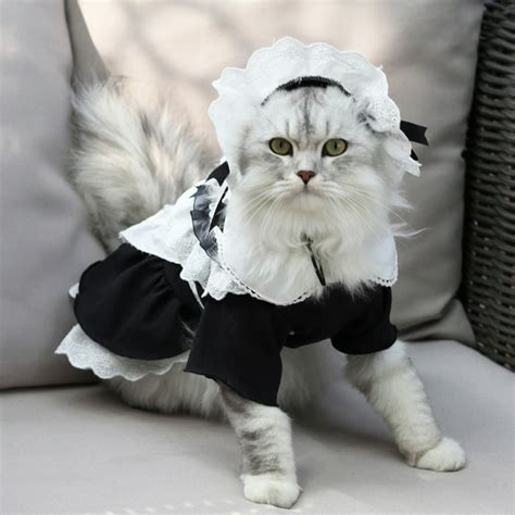 Cute Cats In Clothes
