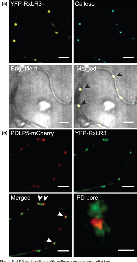 Figure 1 From A Phytophthora Effector Protein Promotes Symplastic Cell