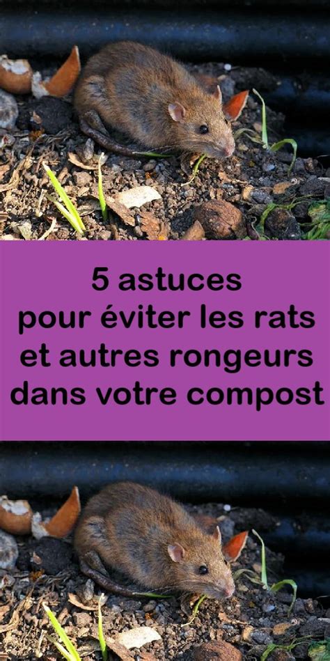 5 Astuces Pour éviter Les Rats Et Autres Rongeurs Dans Votre Compost Composteur Les Rats Rats
