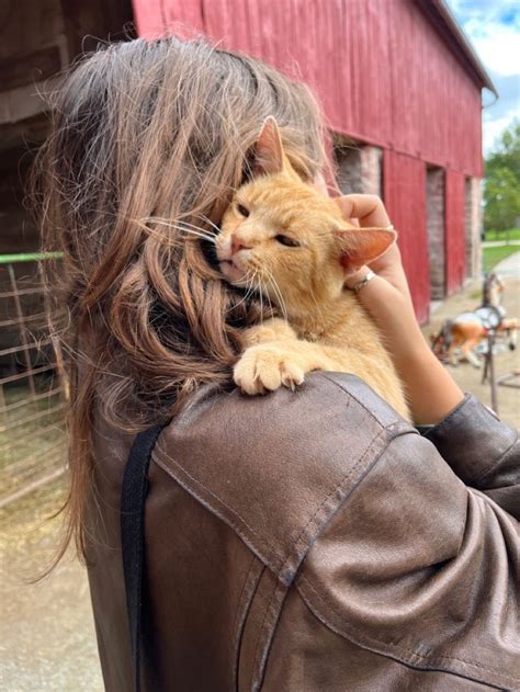 Pin By Ellacaroline On Edith Cute Cats Animals And Pets Cats