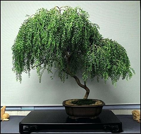 Live Plant Bonsai Dwarf Weeping Willow Tree Cutting Mature Look