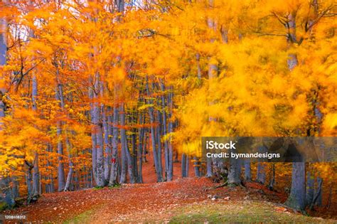 바람이 부는 날에 색칠 된 가을 숲 가을의 숲을 통과하는 산책로 0명에 대한 스톡 사진 및 기타 이미지 0명 가을 경관 Istock