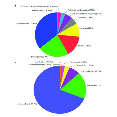 Functional Classification And Subcellular Localization Of Download Scientific Diagram