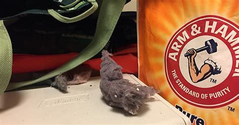 Dust Bug Album On Imgur