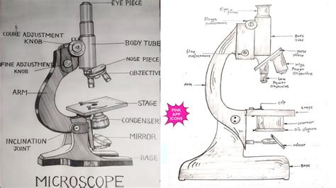 20 Easy Microscope Drawing Ideas With Label