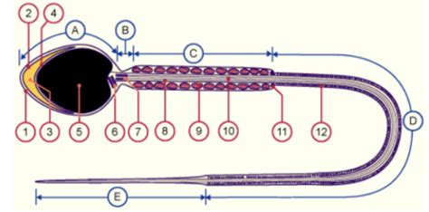 Spermatozoïde Structure Diagram Quizlet