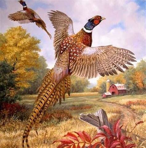 Pheasant Flying Art