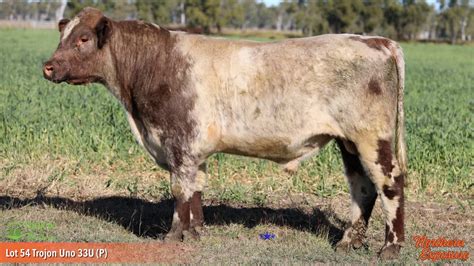 Lot 54 Trojon Uno 33u P Youtube