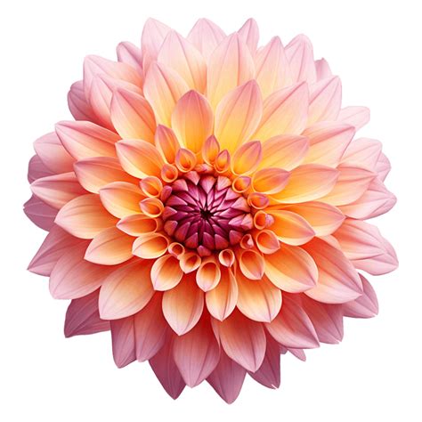 Flowe Pngs For Free Download