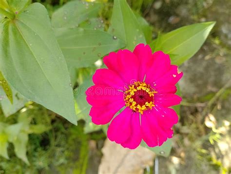 Zinia Flower Purple Stock Image Image Of Nature Zinia 352556847