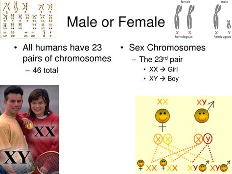 Ppt Cells And Heredity Powerpoint Presentation Free Download Id3711229