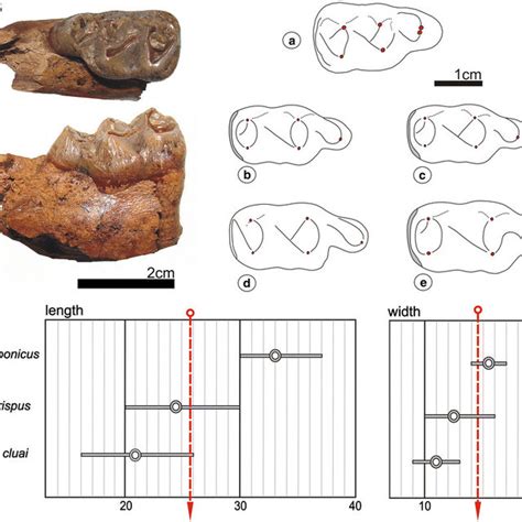 Teeth Measurements Of Elomeryx From Moschopotamos Greece Download Table