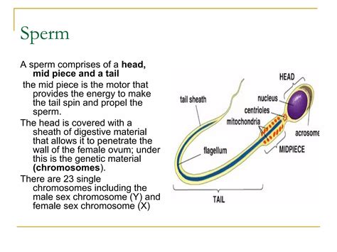 The Reproductive System Ppt