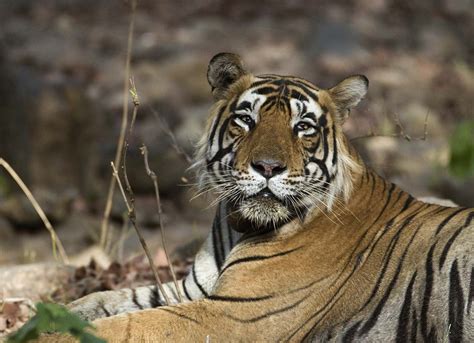 International Tiger Day Wikipedia