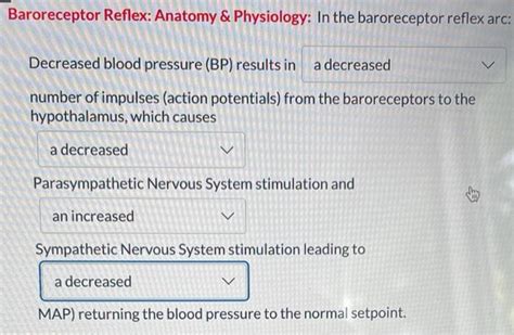 Solved Baroreceptor Reflex Anatomy And Physiology In The