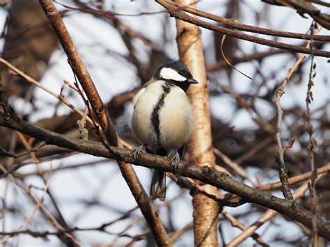 Great Tit Bird Perched Free Photo On Pixabay Pixabay