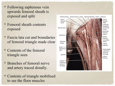 Femoral Triangle Pdf