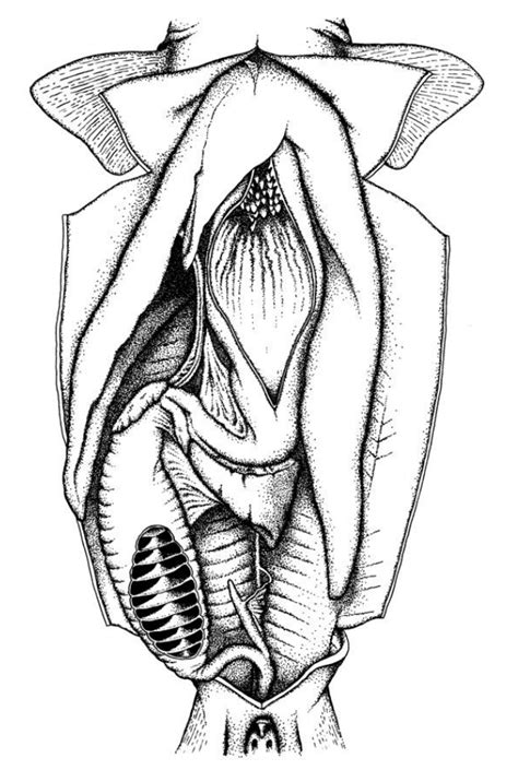 Diagram Of Shark Digestive System Quizlet