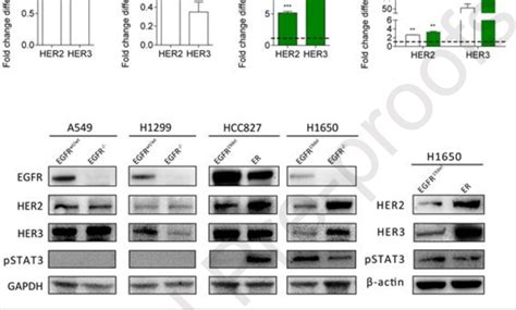 Expression Levels Of Her2 And Her3 A Relative Mrna Expression Of Her2