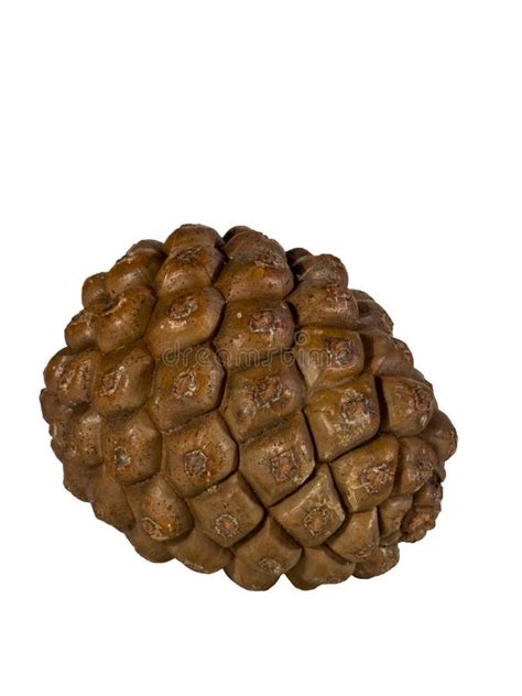 Pine Cone Picture Image 3801203