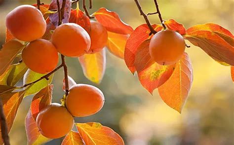 关于柿子的那些 流言蜚语”单宁含量影响