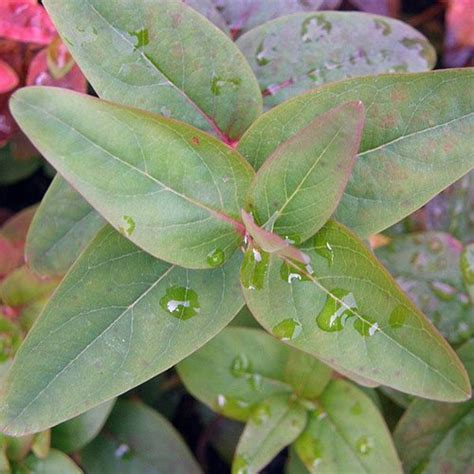 Hypericum X Inodorum Elstead Hypericum Inodorum Elstead Elstead