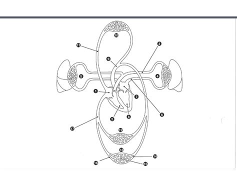 Representation Of The Vascular Flow Quiz