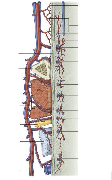 Perforators Diagram Quizlet