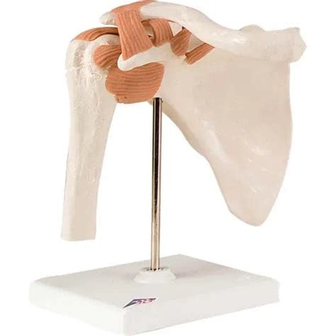 Anatomical Model Functional Shoulder Joint Centerline Dynamics
