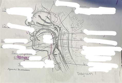Diagram 1 Diagram Quizlet
