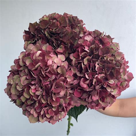 Ruby Red Hydrangea Care At Angelica Mullins Blog