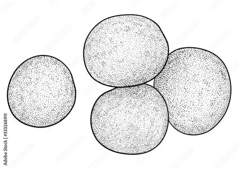 Staphylococcus Virus Bacteria Illustration Drawing Engraving Ink