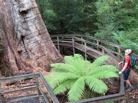 Ada Tree Great Forest National Park Hunter House