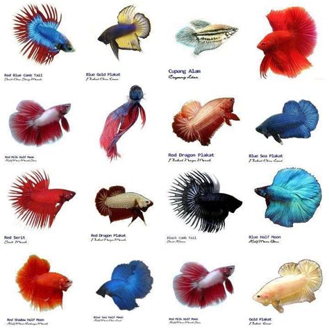 Betta