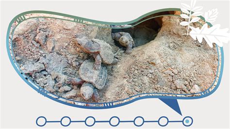 Turtle Seasons Timeline — Turtle Protectors Mishiikenh Gizhaasowin