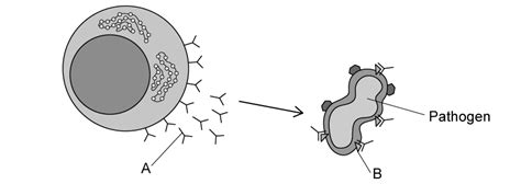 Diseases And Immunity Cie Igcse Biology Topic Questions 2023